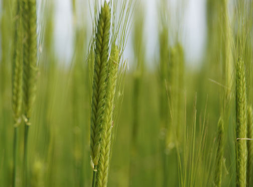 University of Hohenheim: Study and research in Stuttgart